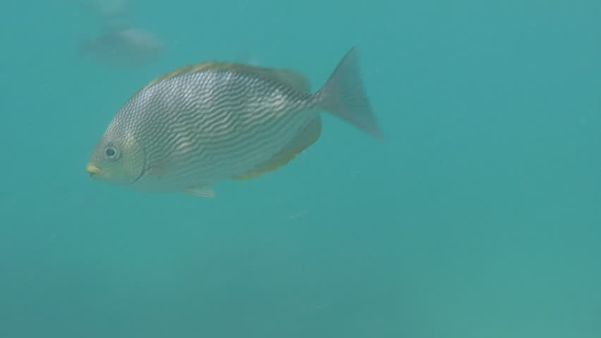 Golden Barb Or Golden Dwarf Barb In Aquarium. The Golden Barb Or Golden ...
