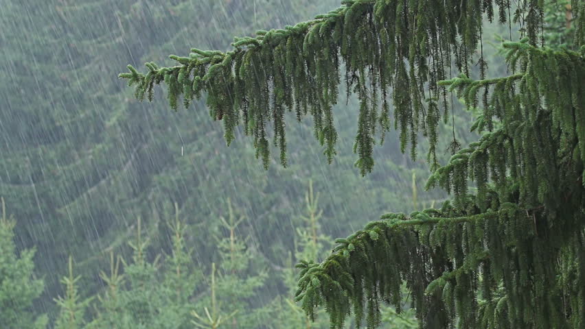 Heavy Rain In Mountain Pine Forest Stockvideos & Filmmaterial 11716157 ...