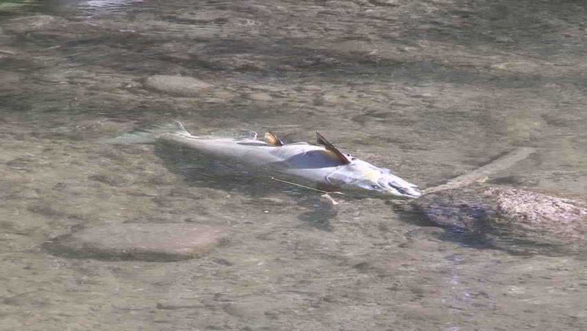 Fish Lying Dead in River Stock Footage Video (100% Royalty-free ...