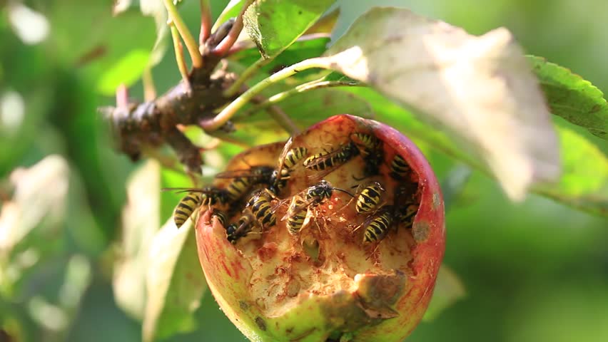 Wasps Eating Through an Apple Stock Footage Video (100% Royalty-free ...
