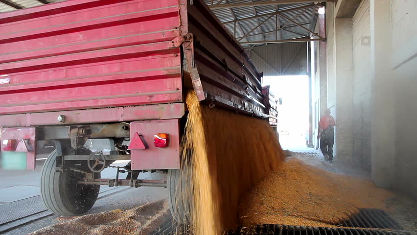 Unloading Corn Grain From The Tractor Trailer In A Silo After Harvest ...