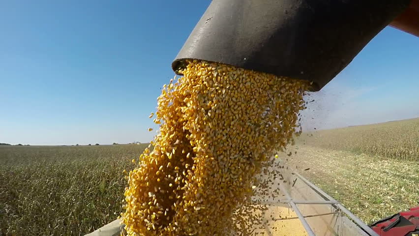 Corn Falling From Combine Auger Into Grain Cart. Harvest Time ...