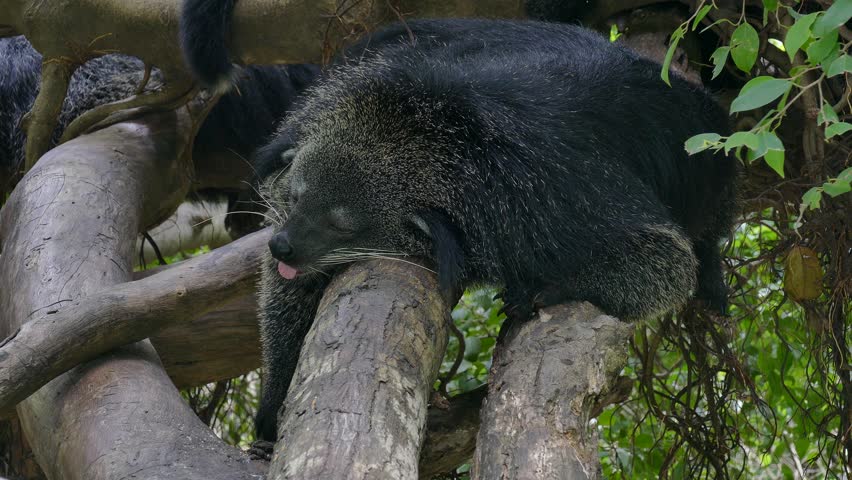 Binturong (Arctictis Binturong) Scratching Ear - On Camera. The ...