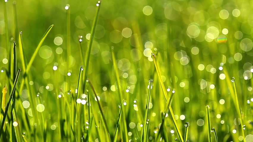 Dew Drops In Lights On Green Grass. Stock Footage Video 2324951 ...