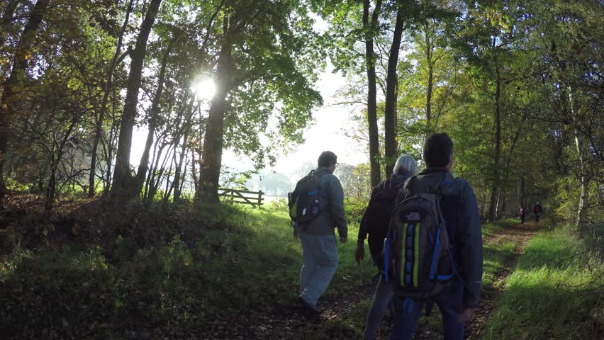 Hiking Path through the woods in the morning image - Free stock photo ...