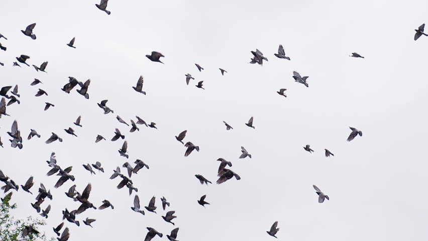 Flock Of Birds Flying Across The Screen. Stock Footage Video 9563927 ...