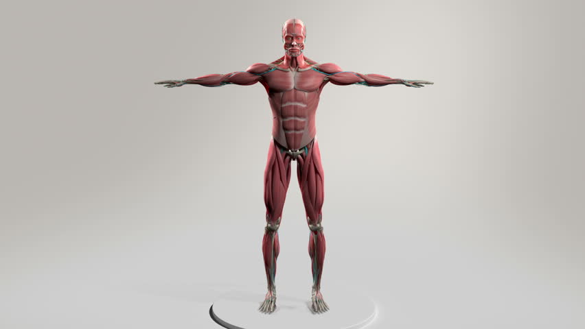 Male Human Anatomy Showing Full Body Rotation, Bone Structure And ...