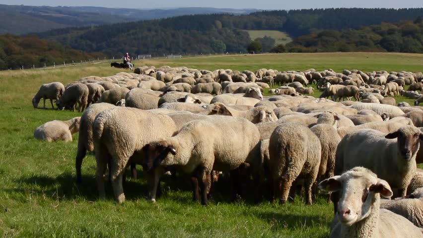 Flock Of Sheep With Running German Shepherd Stock Footage Video ...