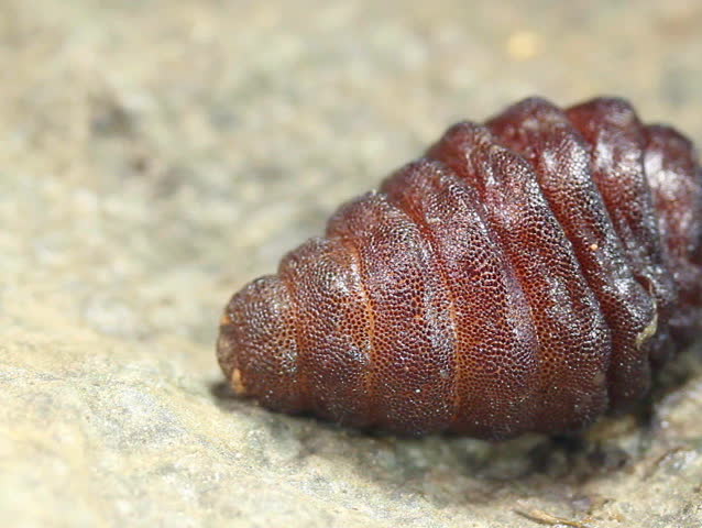 Bot Fly Larva Stock Footage Video (100% Royalty-free) 1294795 ...