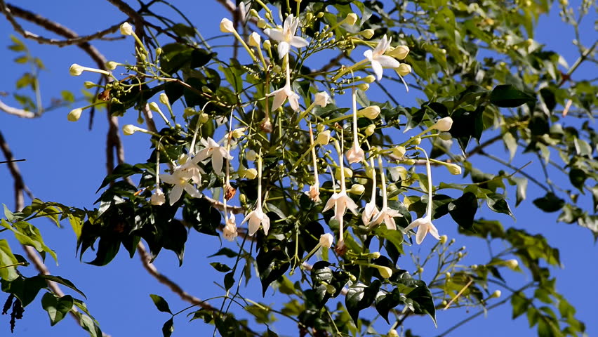 Indian Cork Tree Flowers (Millingtonia Hortensis Linn.flowers) On Blue ...