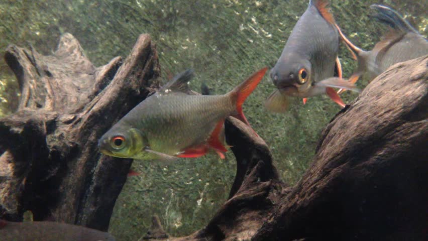 River Barb, Barbonymus Altus, Family Stock Footage Video (100% Royalty ...
