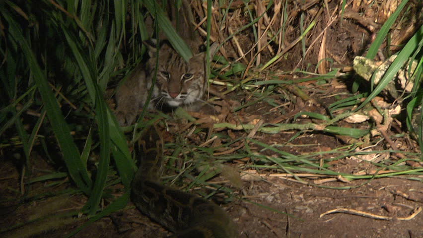 Bobcat Attacks Python Stock Footage Video (100% Royalty-free) 1339225 ...