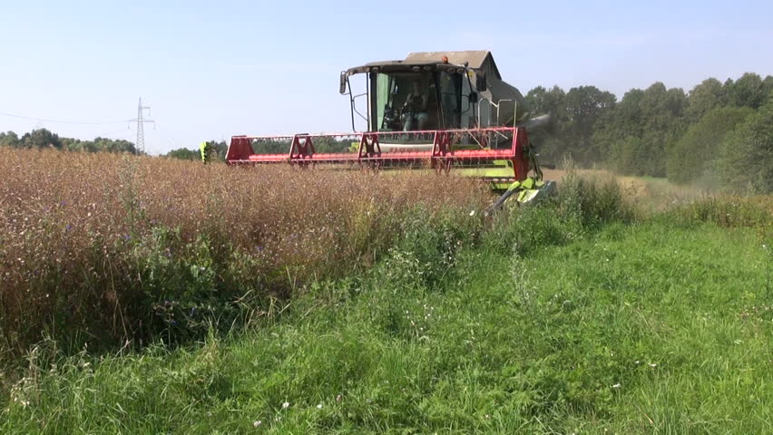 MANITOBA, CANADA On SEPTEMBER 13th: Case WD1203 Swather Cutting Wheat ...