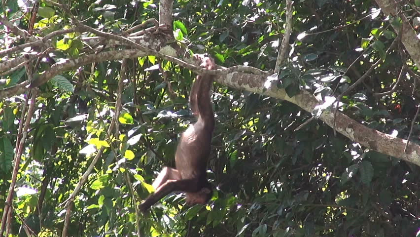 Pink Galah Birds In Gum Tree In Outback Central Australia Stock Footage ...