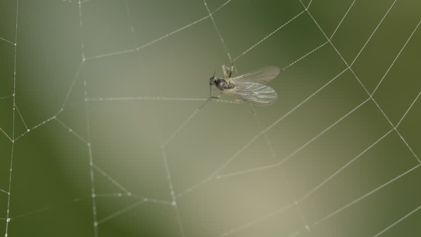 Fly Caught In Spider's Web Stock Footage Video 3549602 | Shutterstock