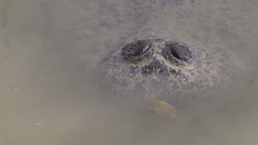 Alligator Nostrils Stock Footage Video (100% Royalty-free) 1378465 ...