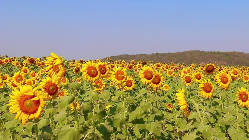 HD Sunflower Field, Sunflowers Swaying From The Wind, Canon XH A1 ...