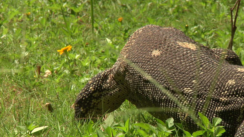Monitor (lizard) Walking Stock Footage Video 1389304 | Shutterstock