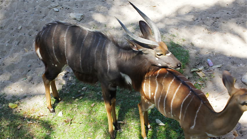Stock video of nyala or "tragelaphus angasii" deer antelope, | 13938095 ...