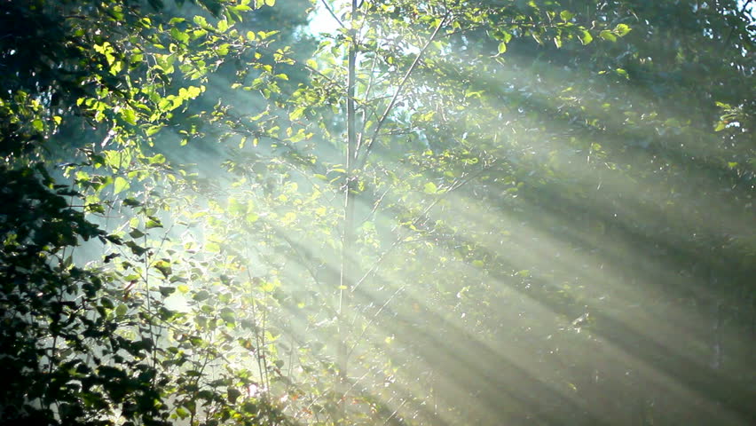 Forest Stock Footage Video | Shutterstock