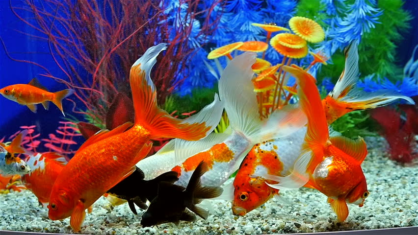 Stock video of slow motion of goldfish eating fish | 14401735 ...