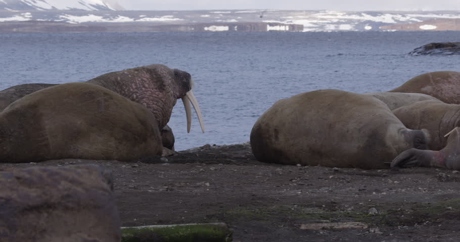 Slow Motion of Walruses Resting Stock Footage Video (100% Royalty-free ...