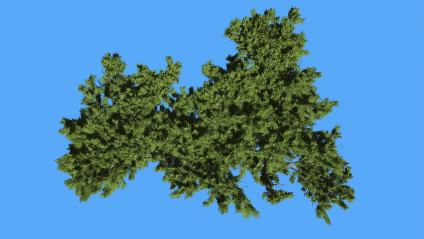 Scots Pine, Two Trees On A Chroma Key, Alfa, Blue Screen, Coniferous ...