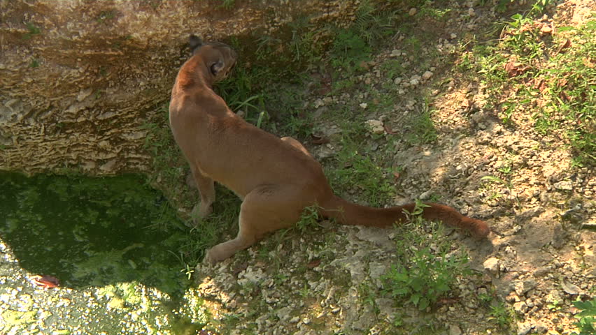 MS Of Florida Panther Side Profile, Zoom Out To WS By Water Stock ...