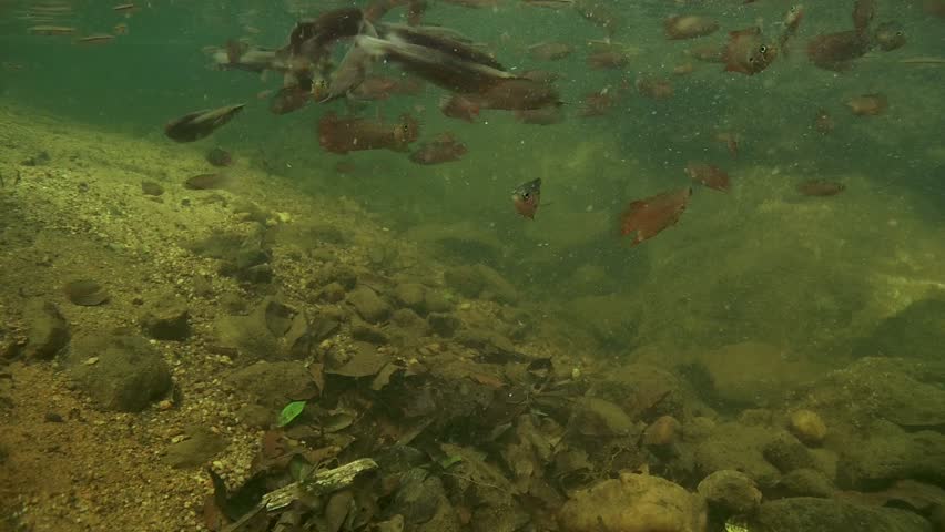 School Of Fish Striped Rasbora (Rasbora Daniconius) And School Of Fish ...