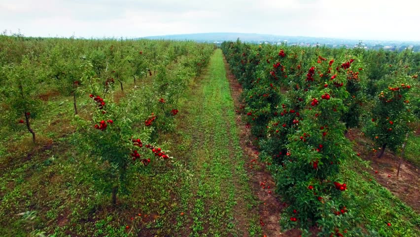 Aerial View Of The Apple Trees Garden Stock Footage Video 14770822 ...