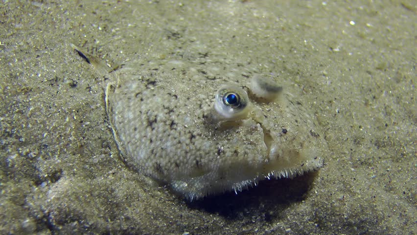 Sand Sole Lying On a Stock Footage Video (100% Royalty-free) 14844955 ...