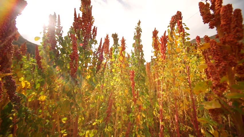Video Footage Of A Quinoa Field In Peru, South America. Quinoa Grows In ...