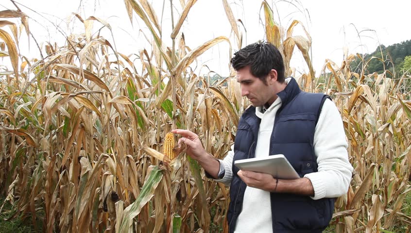 Engineer Agronomist Stock Footage Video | Shutterstock