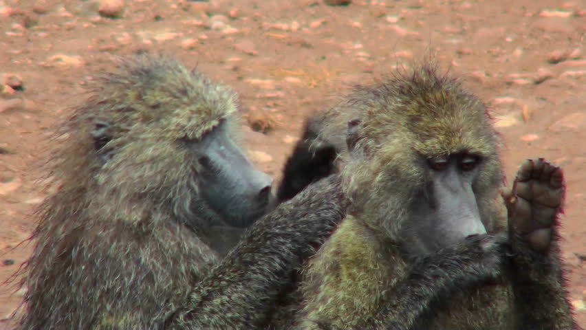 Baboons Pick Fleas Off Each Stock Footage Video (100% Royalty-free ...