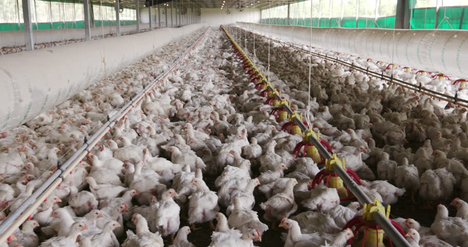 Factory Farming Livestock