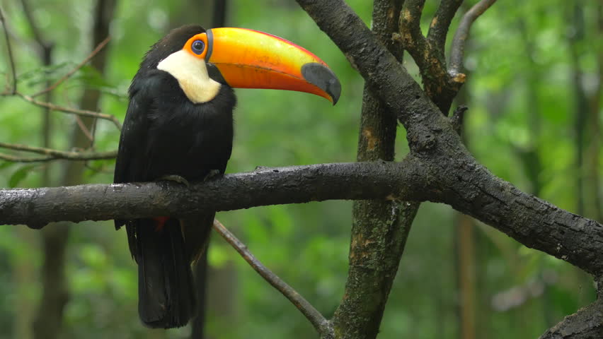 Exotic Toucan Bird in Natural Stock Footage Video (100% Royalty-free ...