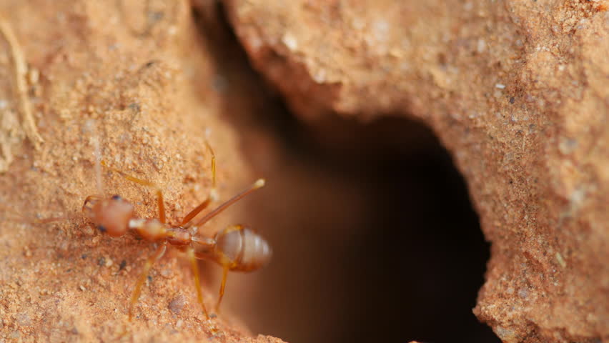 Fire Ant Colony Near its Stock Footage Video (100% Royalty-free ...