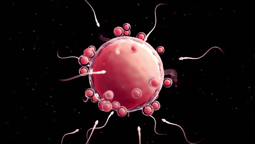 Medical 3d Animation Of An Egg Cell And Sperms Stock Footage Video ...