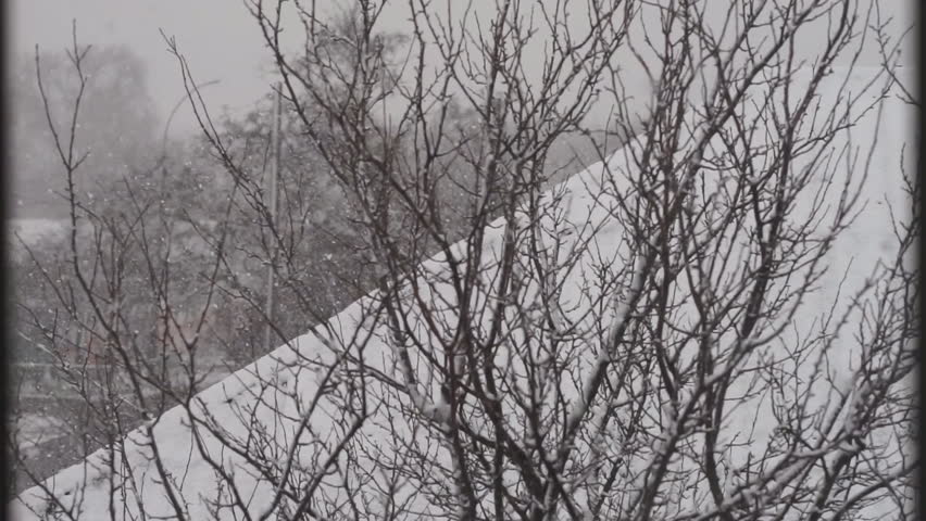 Small Snowflakes Falling, The Snow Is Blowing, Thin Twigs In The ...