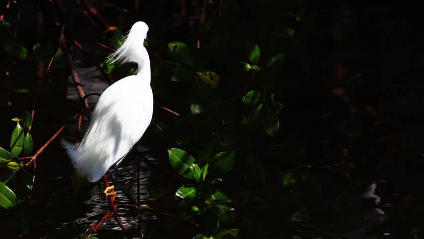 Snowy Egret standing in the swamp image - Free stock photo - Public ...