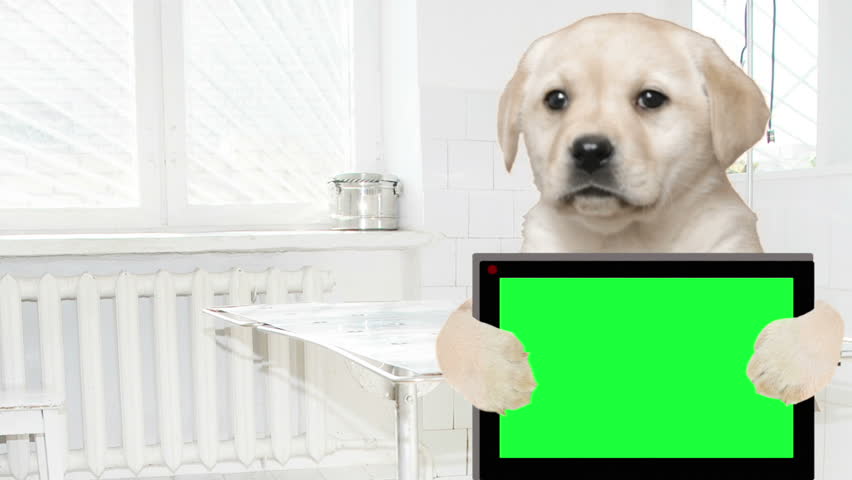 Stock video of labrador puppy holding electronic tablet in | 15608665 ...