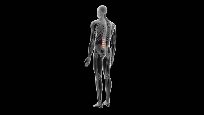 3D Animation Of Transparent Human Male Standing In Anatomical Position ...