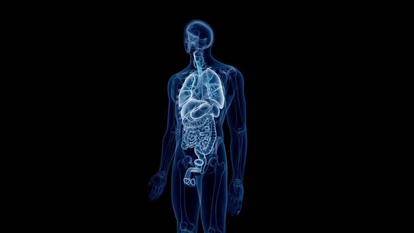 Animation Of The Male Upper Body Anatomy Stock Footage Video 5130179 ...