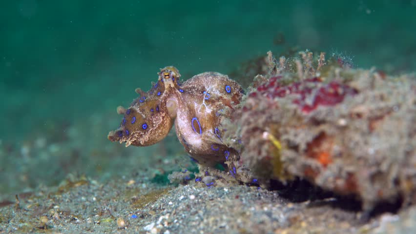 Blue-ringed Octopus With Eggs (Hapalochlaena Sp.) Stock Footage Video ...