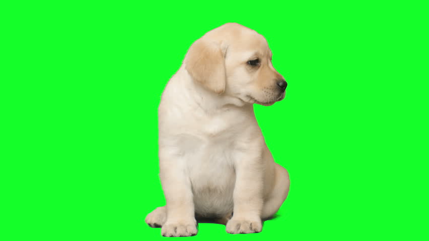 Dog On Green-Screen Stock Footage Video 4522022 | Shutterstock