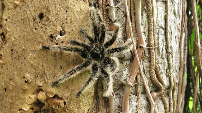 A HUGE Malaysian Earth Tiger Tarantula Retreats To Her Tree Burrow In ...