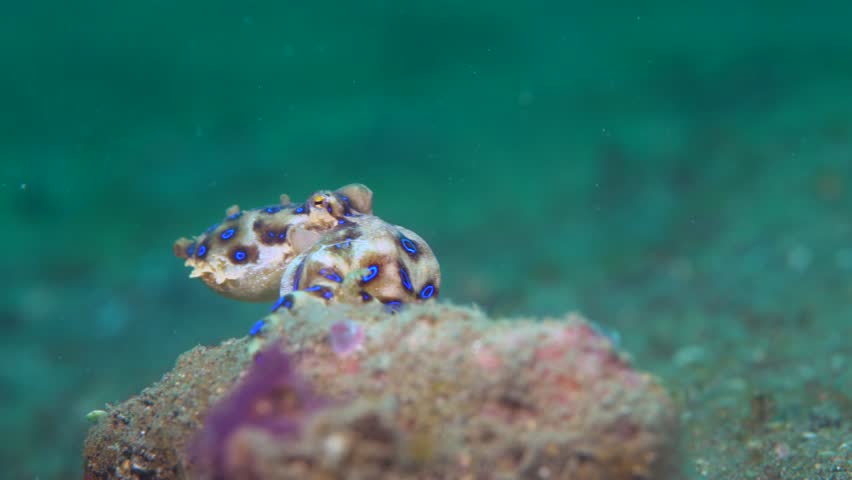 Blue-ringed Octopus With Eggs (Hapalochlaena Sp.) Stock Footage Video ...