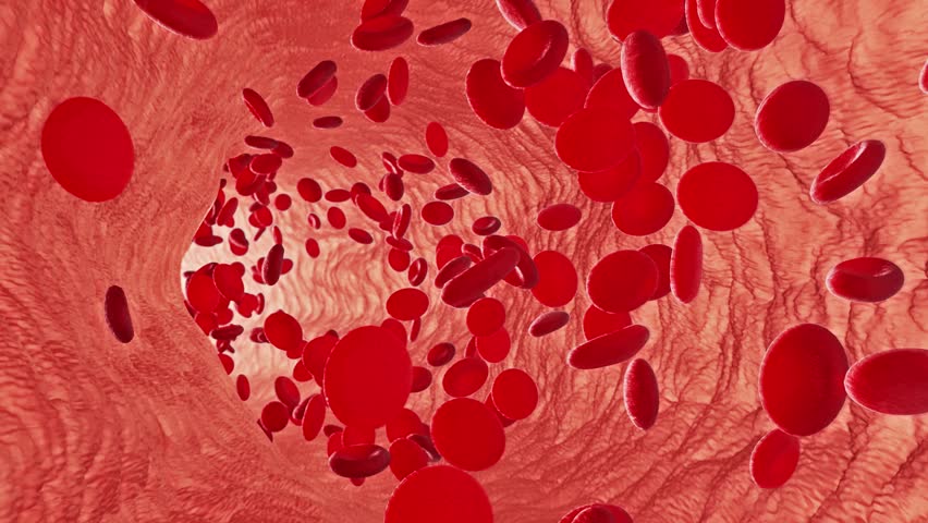 Internal View Of A Large Blood Vessel With Red Blood Cells Travelling ...