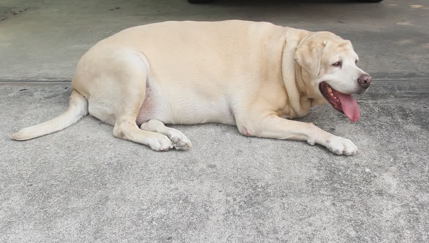 Fat Labrador Retriever 11 Year Old Breathless , Shortness Of Breath On ...