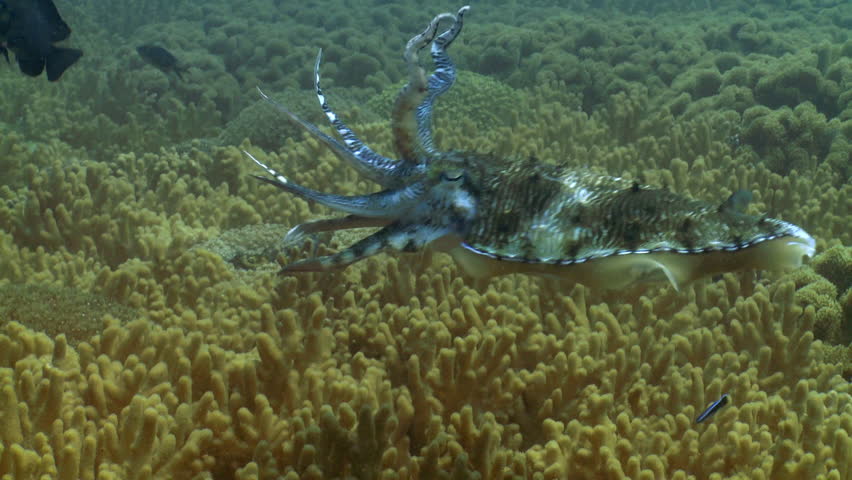 Oman Stock Footage Video | Shutterstock